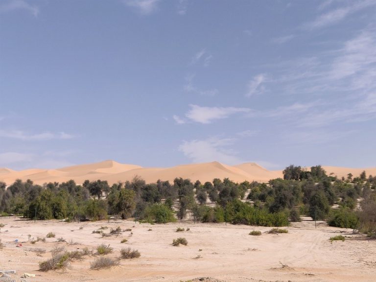 Moreeb Dune and Liwa Oasis: wild camping road trip